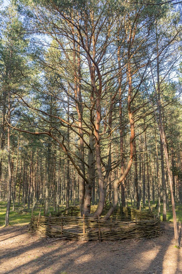 Dancing Forest on the Curonian Spit Stock Photo - Image of grass, tree ...