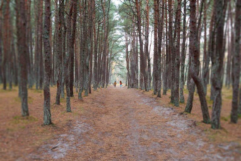 Dancing Forest. Kaliningrad Region Stock Image - Image of pine, park ...