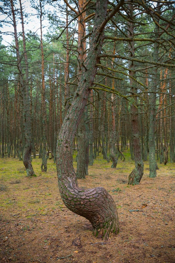 Dancing forest. stock image. Image of kalingrad, exit - 43802655