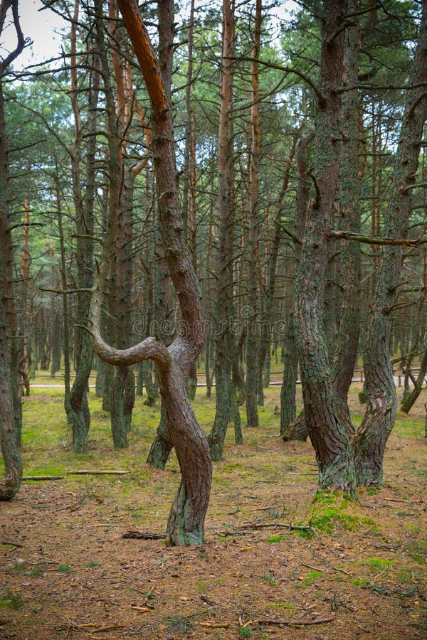 Dancing forest. stock image. Image of kalingrad, exit - 43802655