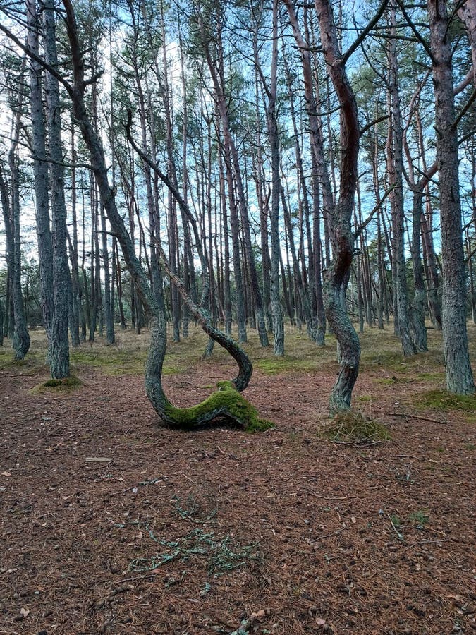 Dancing Forest, Pine Trees on a Fine Day in Winter Stock Image - Image ...