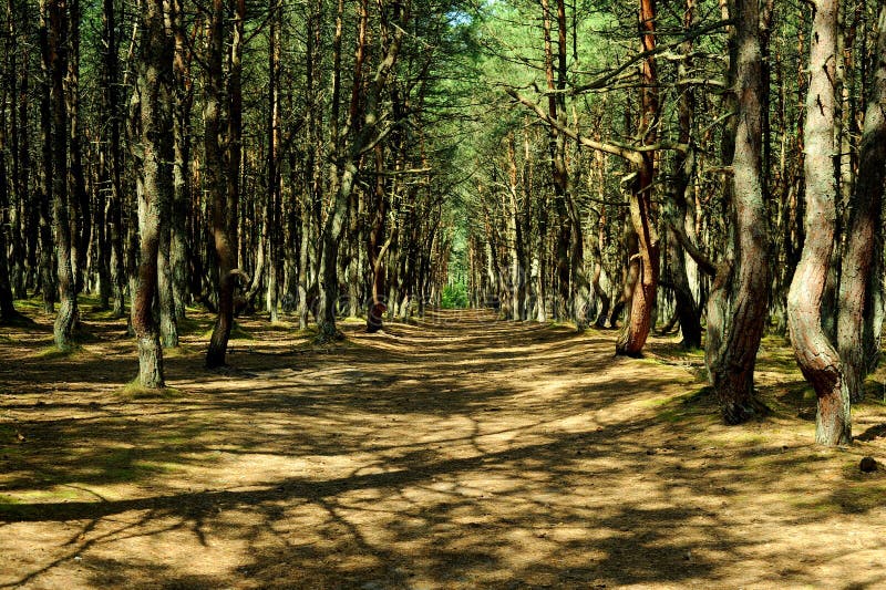 Dancing forest, Russia stock photo. Image of travel, russia - 62777450