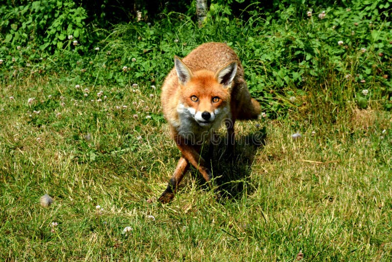 Dancing fox stock photo. Image of looking, furr, woodland - 32084812