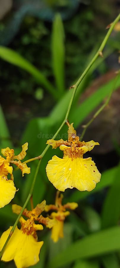 Girl with flower crown stock photo. Image of female, dandelions - 20505644