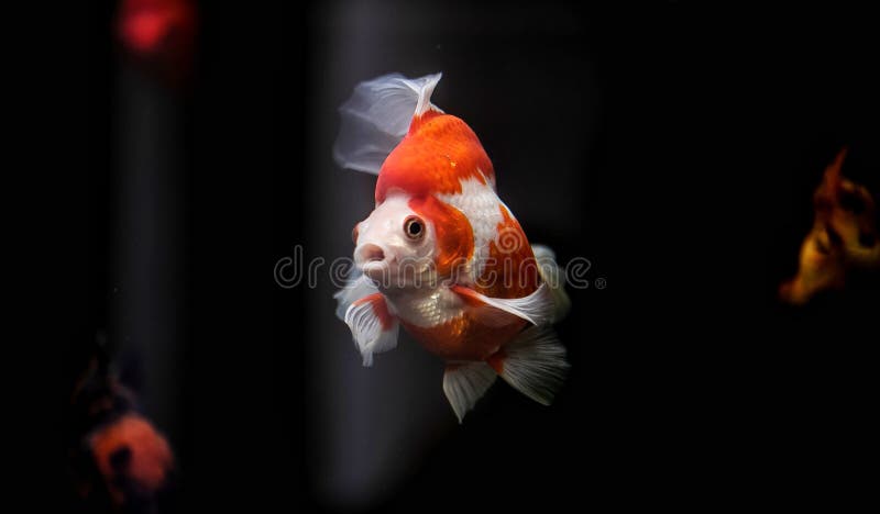 Dancing Goldfish in the Water Hobby Animal Fish Stock Image - Image of ...