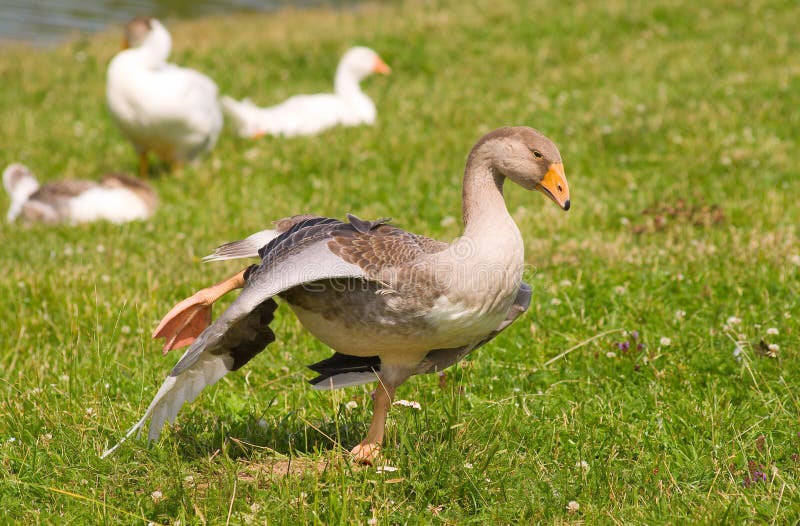 Dancing goose stock image. Image of funny, grass, wing - 14875561