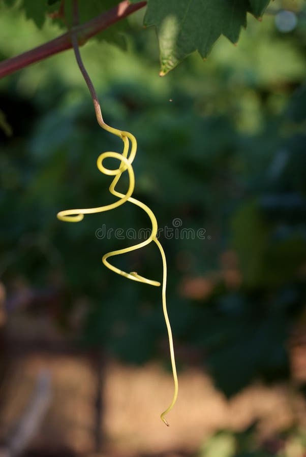 Dancing Grape Vine Stock Photos - Free & Royalty-Free Stock Photos from ...