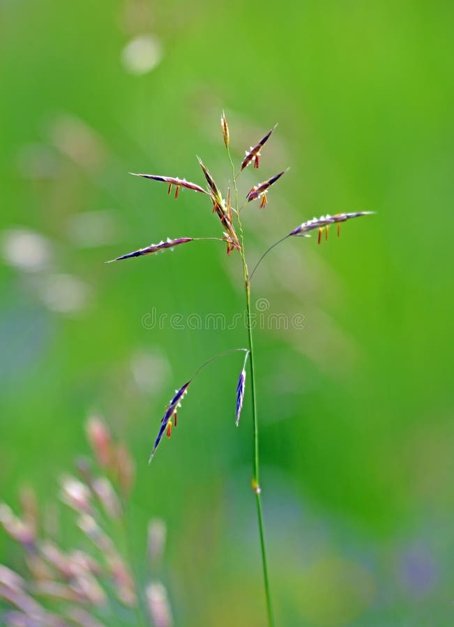 Dancing on the grass field stock image. Image of colorful - 78102301
