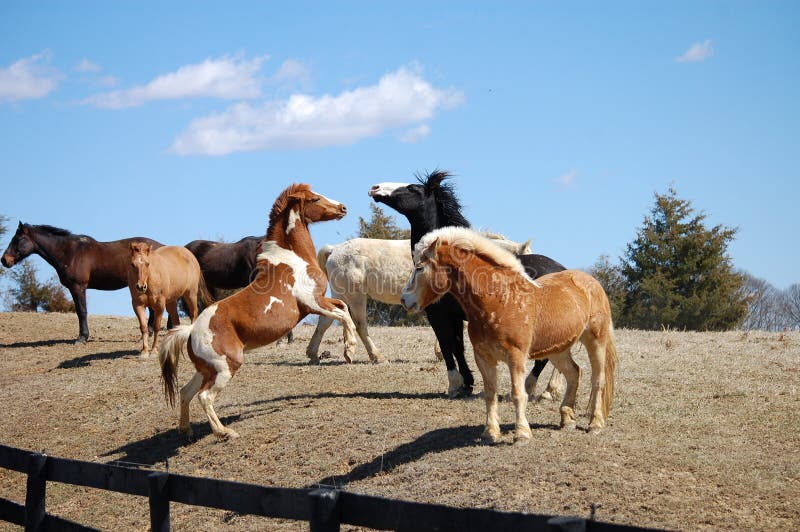 Dancing horses stock photo. Image of virginia, jump, dancing - 39022470