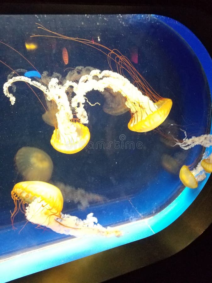 Dancing jelly stock photo. Image of swimming, jelly - 113011700