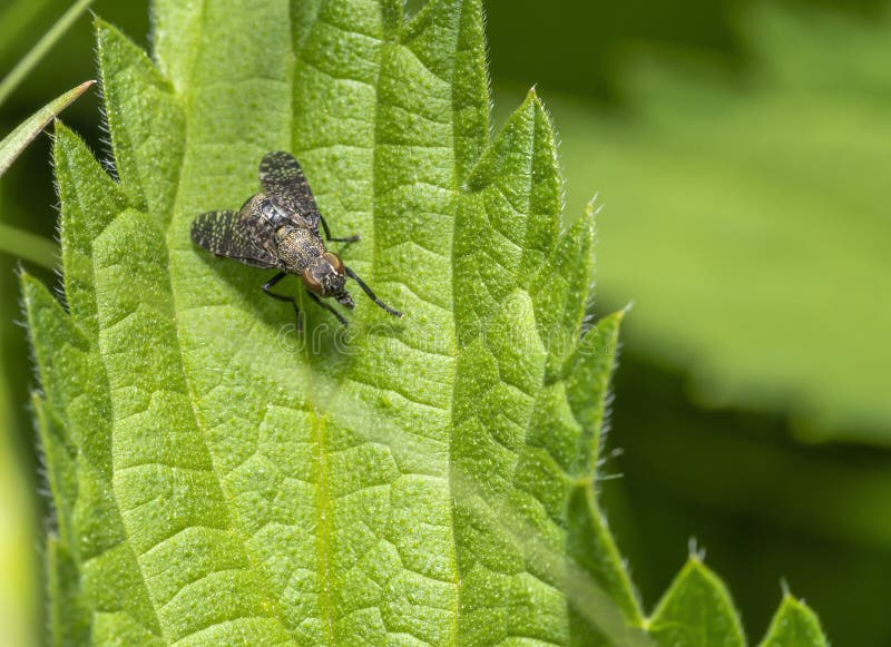 Dancing Kiss fly stock image. Image of leaf, nettle - 284214253
