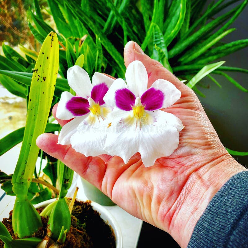 Orchid dancing lady stock image. Image of blooming, lady - 142559175