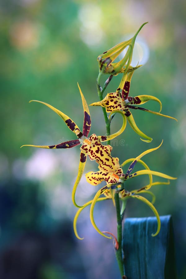 Dancing lady orchid flower stock photo. Image of contrast - 239381600