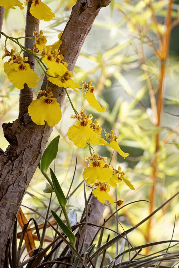 White Yellow Oncidium Dancing Lady Orchids Stock Photos - Free ...