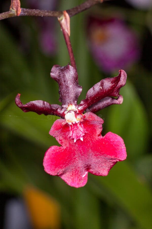 A Dancing Lady Orchid Oncidium Stock Photo - Image of orchidaceae ...