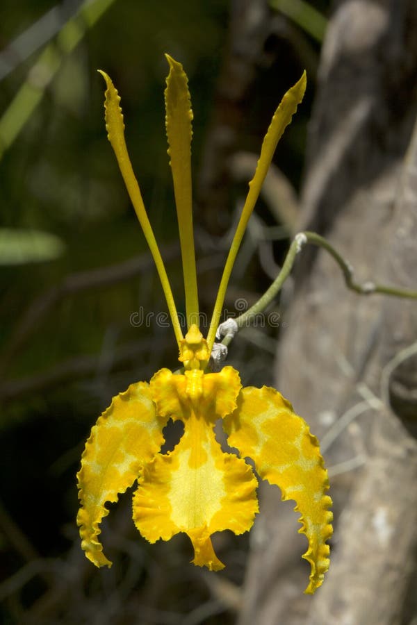The Dancing Lady is All Dress Up Stock Photo - Image of character ...