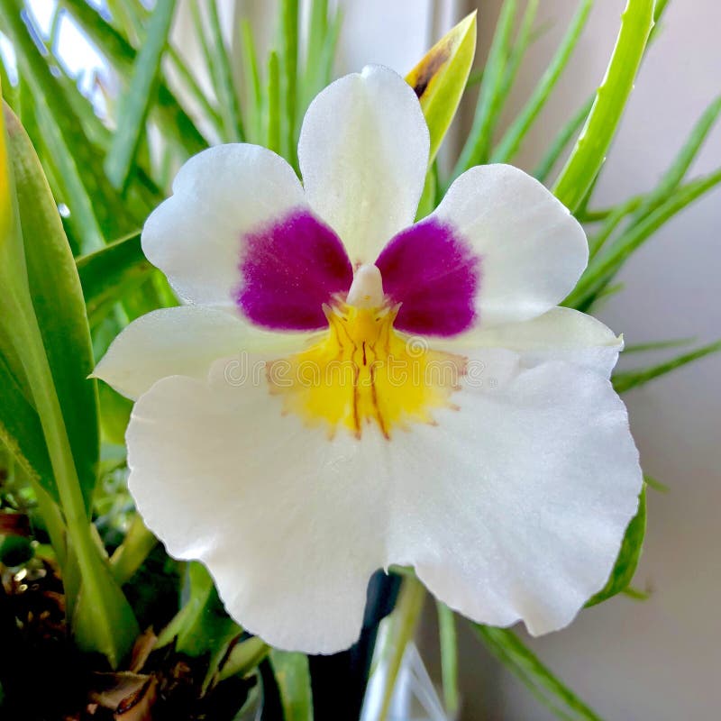 Orchid stock photo. Image of flower, garden, bright - 160262844