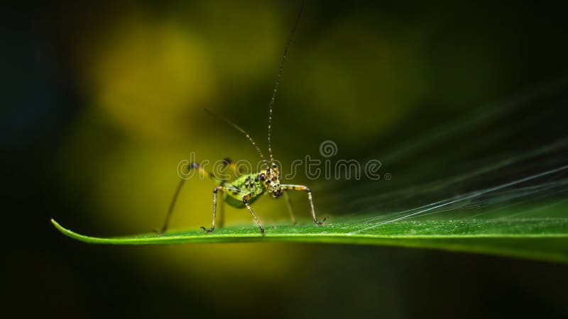 Dancing on a leaf stock photo. Image of arthropod, garden - 37507508