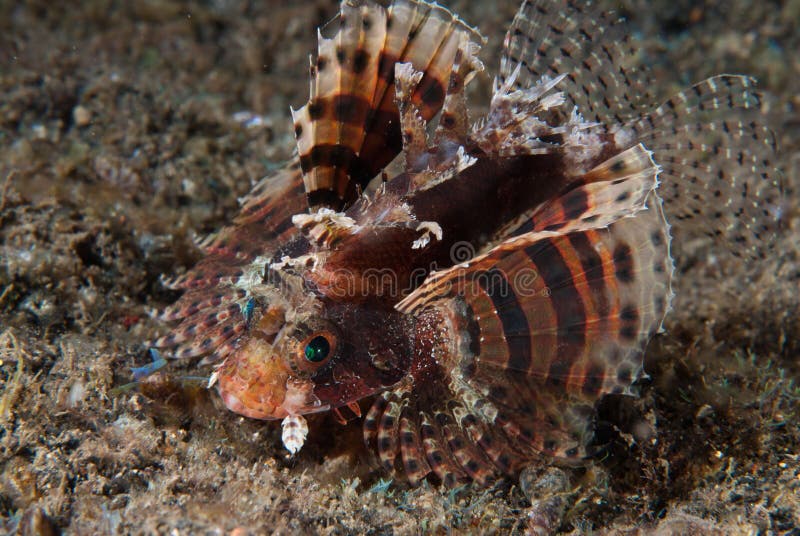 Dancing lionfish stock photo. Image of volcanic, sand - 21739546