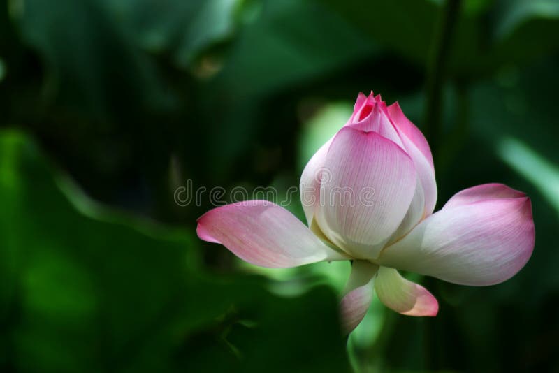 Dancing lotus stock image. Image of beauty, dancing, moment - 4399389