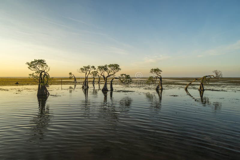 The Dancing Mangrove Tree at Sumba Island, Indonesia Stock Photo ...