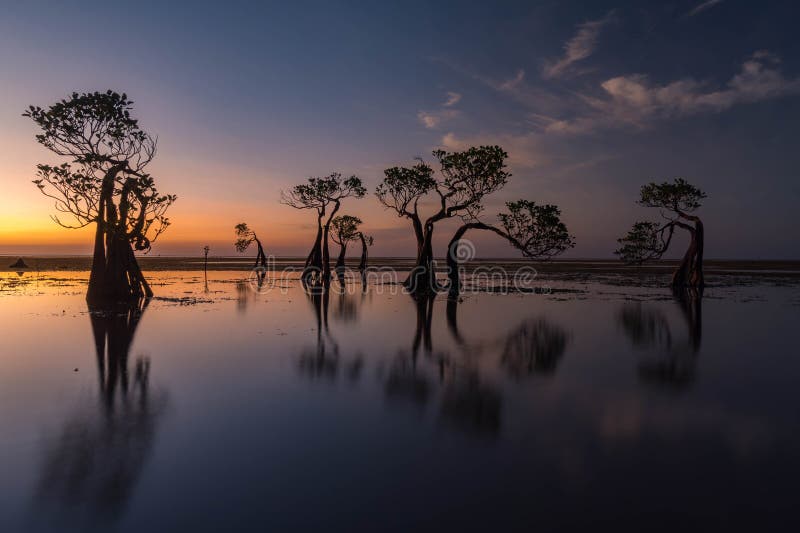 The Dancing Mangrove Tree at Sumba Island, Indonesia Stock Photo ...