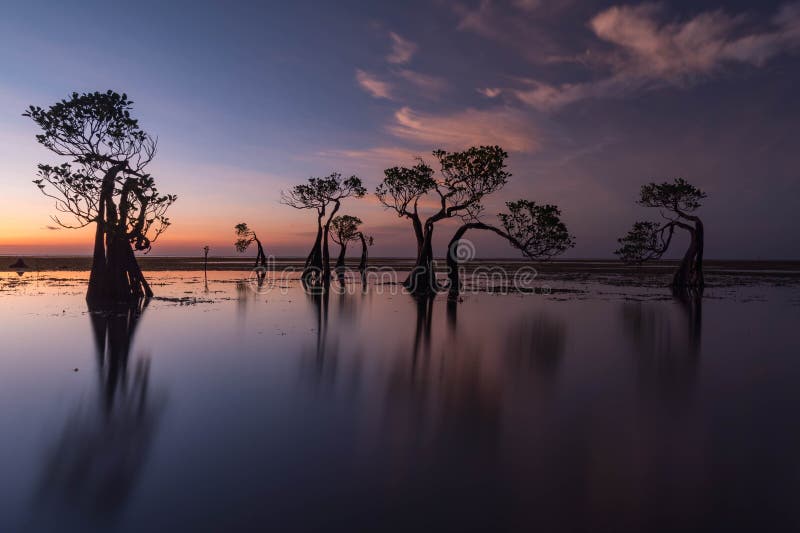 Dancing Mangrove Trees of Sumba Island in Indonesia. Stock Photo ...