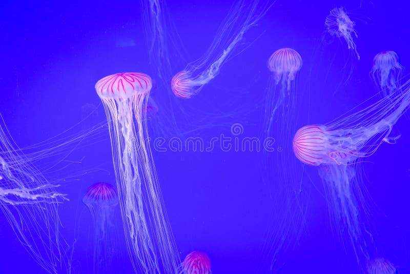 Dancing Medusas stock photo. Image of medusa, pink, scyphomedusae ...