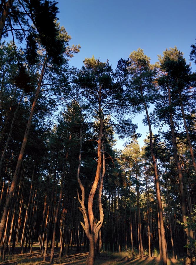Dancing oak stock image. Image of form, dancing, strange - 74348513