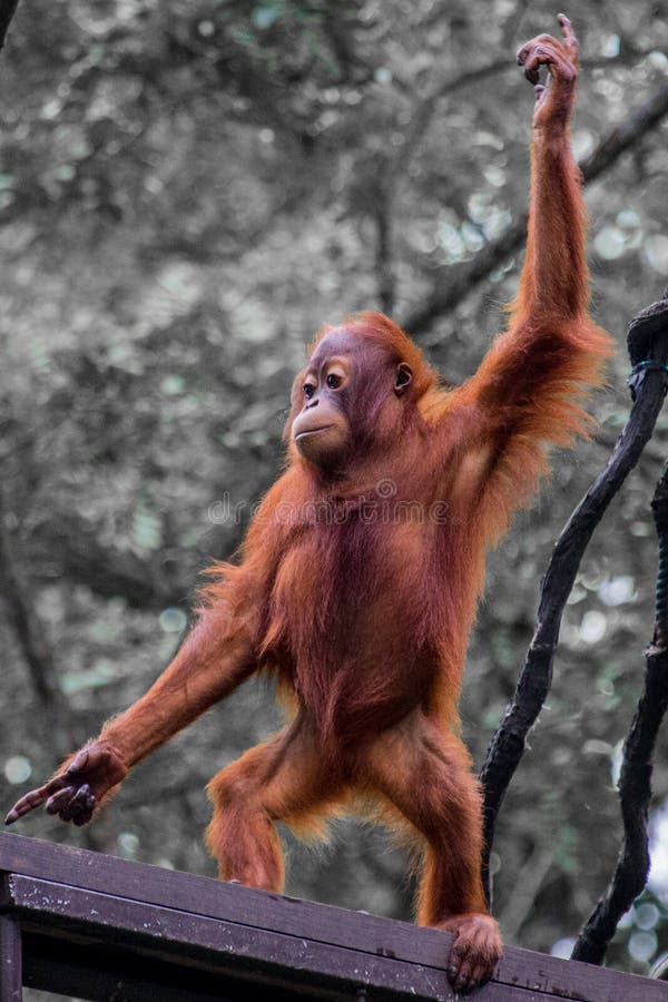 Dancing orang utan stock photo. Image of malaysia, wildlife - 34545670