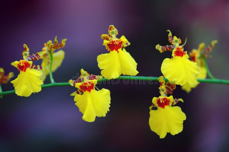 Orchids stock image. Image of buds, plants, shots, white - 20161