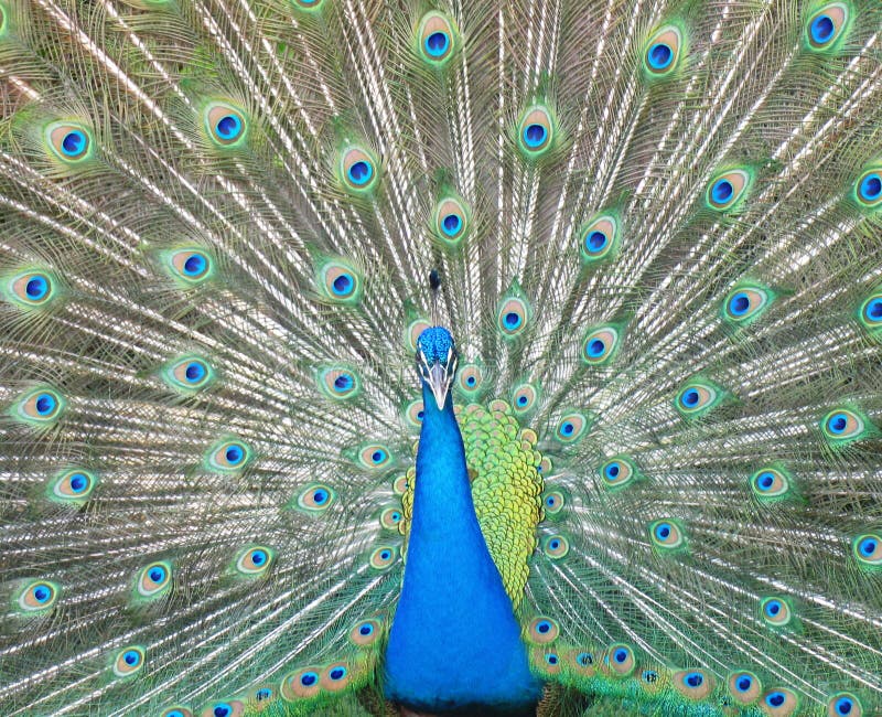 Dancing Peacock stock photo. Image of peacock, resplendent - 27746364