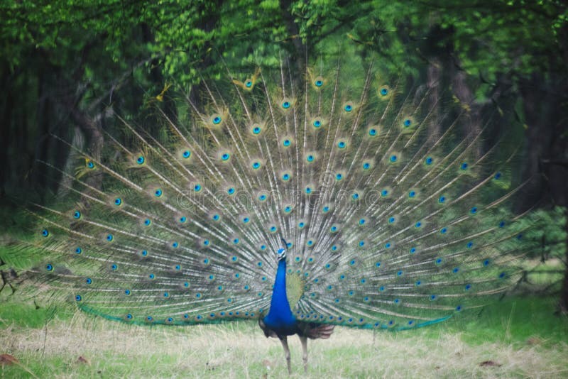 Peacock Pictures In Rain