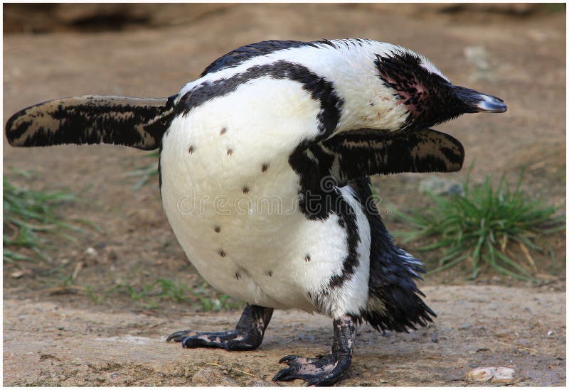 Dancing penguin stock photo. Image of animals, pole, penguin - 11258142