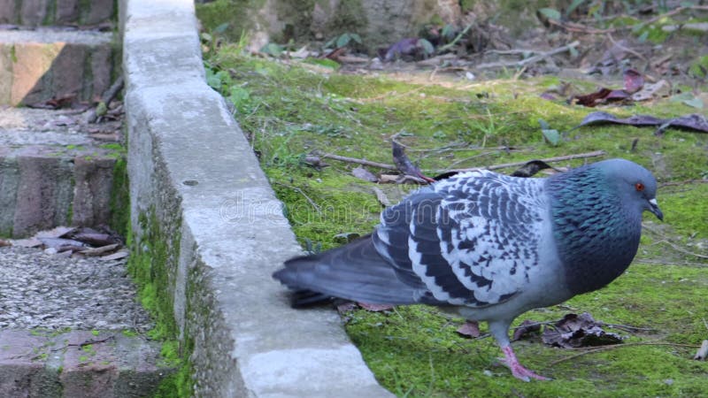 Dancing Pigeon stock video. Video of landscape, dancing - 239690387