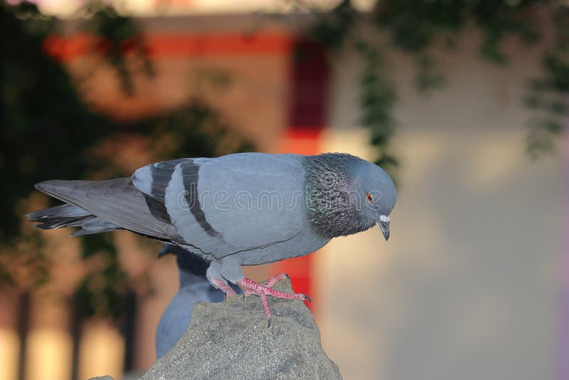 Dancing on a pigeon rock stock image. Image of full - 205688021