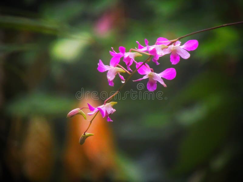 Dancing pink orchid stock photo. Image of blossom, branch - 193084726