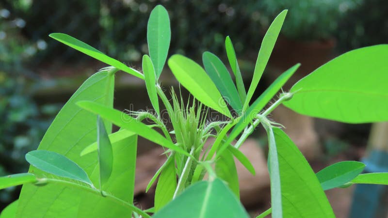 Dancing plant stock image. Image of herb, branch, shrub - 253353315