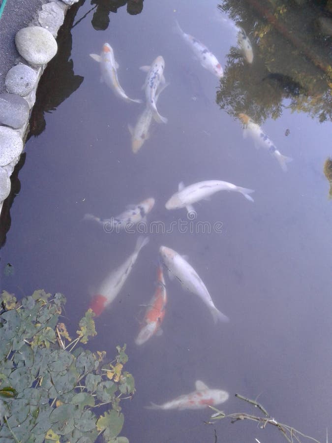 Koi Fish Dancing Stock Photos - Free & Royalty-Free Stock Photos from ...