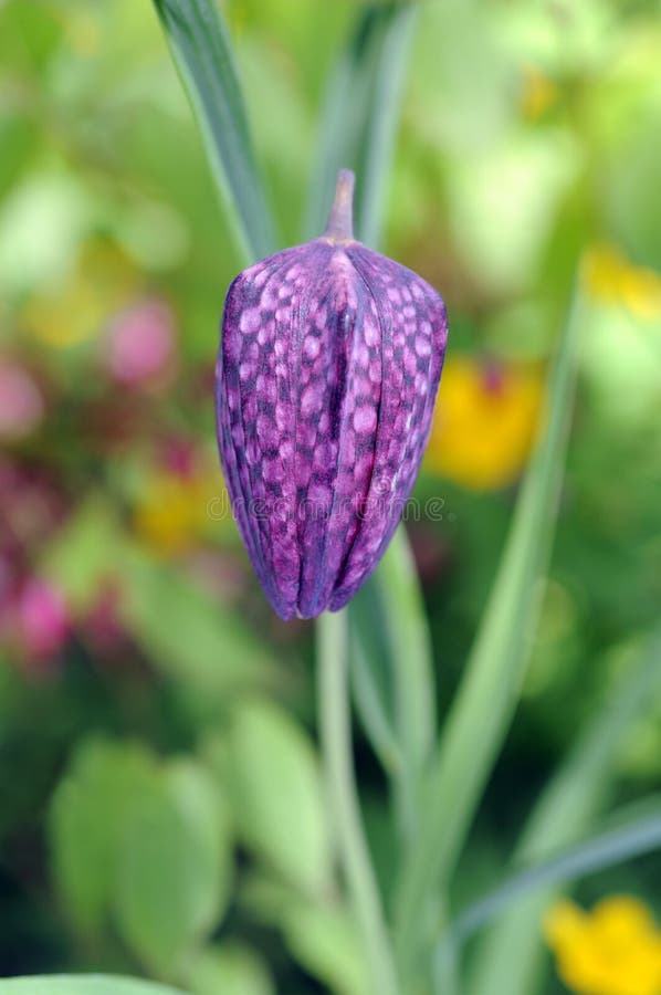 Dancing Queen Hosta Stock Photos - Free & Royalty-Free Stock Photos ...