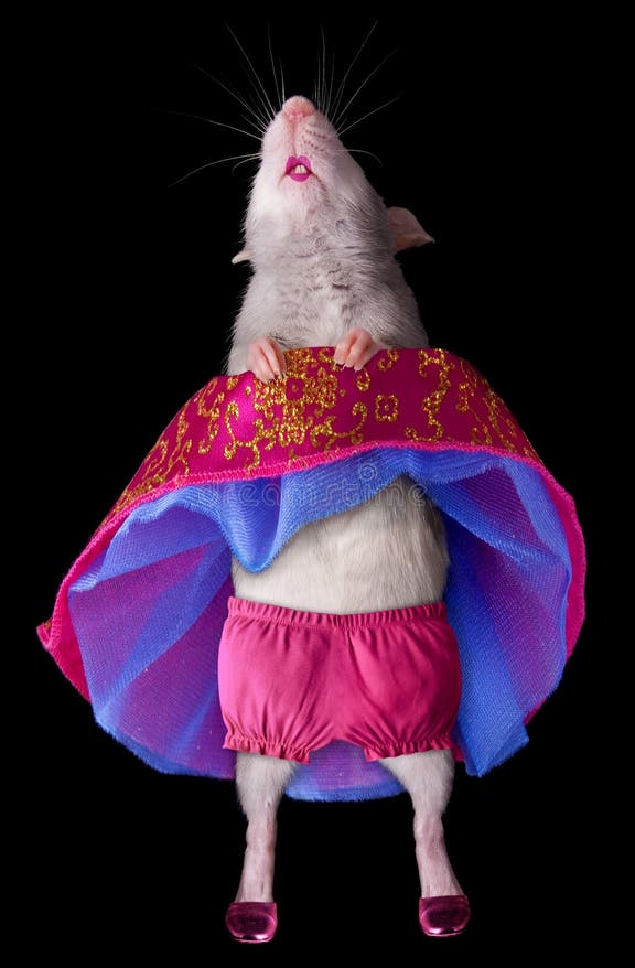 Dancing Rat stock image. Image of rodent, cute, exhibitionist - 10102721