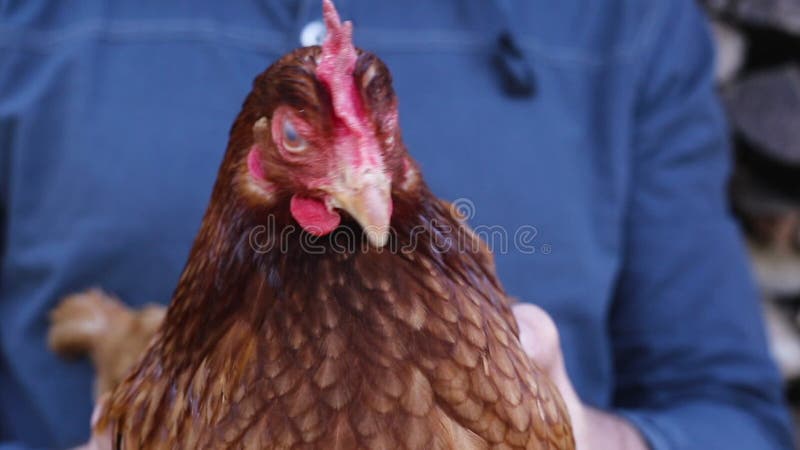 Dancing Red Hen in the Hands of a Man Stock Video - Video of hennery ...