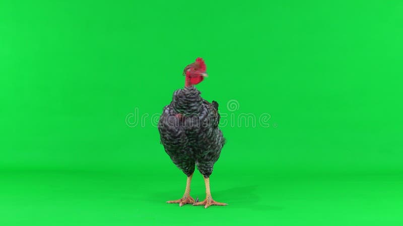 Dancing Rooster on Green Screen Stock Video - Video of crest, morning ...