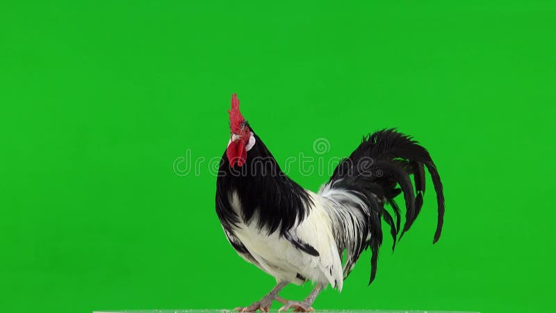 Dancing Rooster on Green Screen. Stock Video - Video of bantam, dance ...