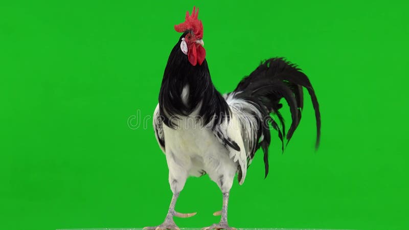 Dancing Rooster on Green Screen. Stock Video - Video of coop, bird ...