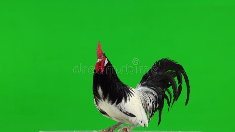 Dancing Rooster on Green Screen Stock Video - Video of bantam, cockerel ...