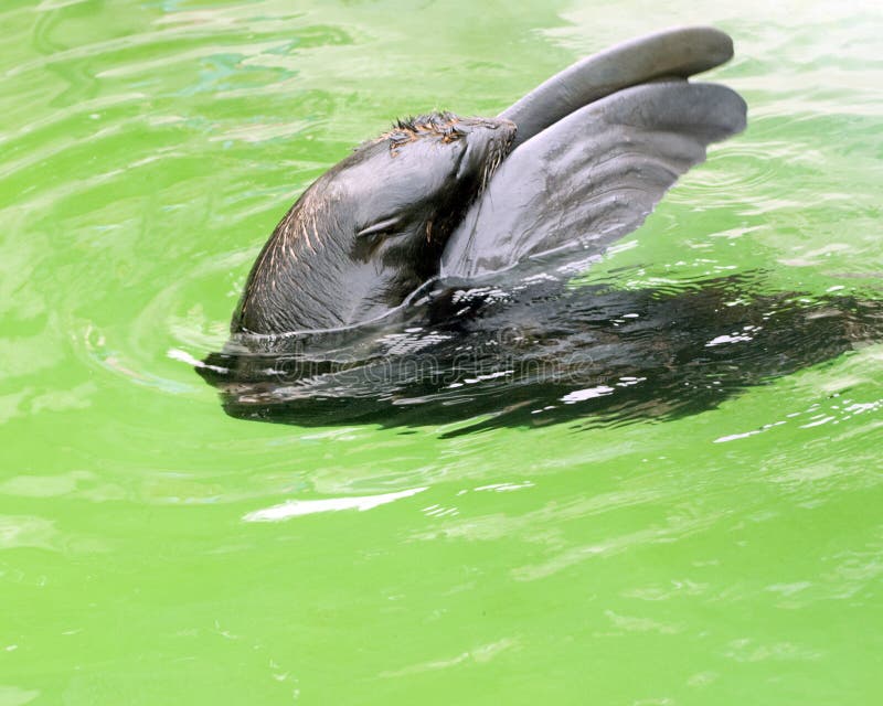 Dancing seal stock image. Image of screwed, wash, funny - 5623009