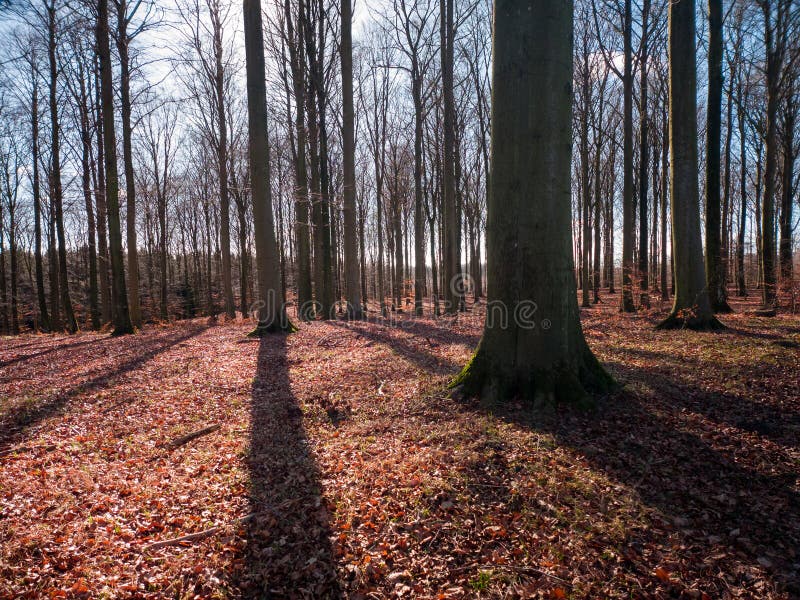 Dancing Shadows: Capturing the Mystical Forest Floor Stock Photo ...