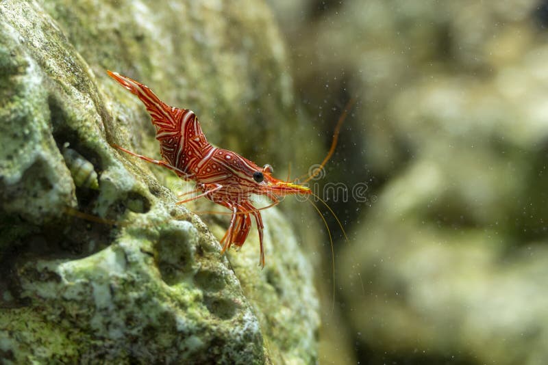 Dancing Shrimp, Hinge-beak Shrimp, Camel Shrimp Stock Photo - Image of ...