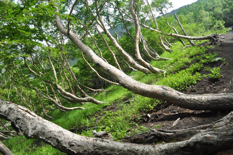 Tree Growing Sideways Stock Photos - Free & Royalty-Free Stock Photos ...